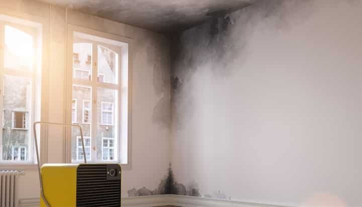 Mold Removal & Remediation Services Near Me In St. Louis, MO
